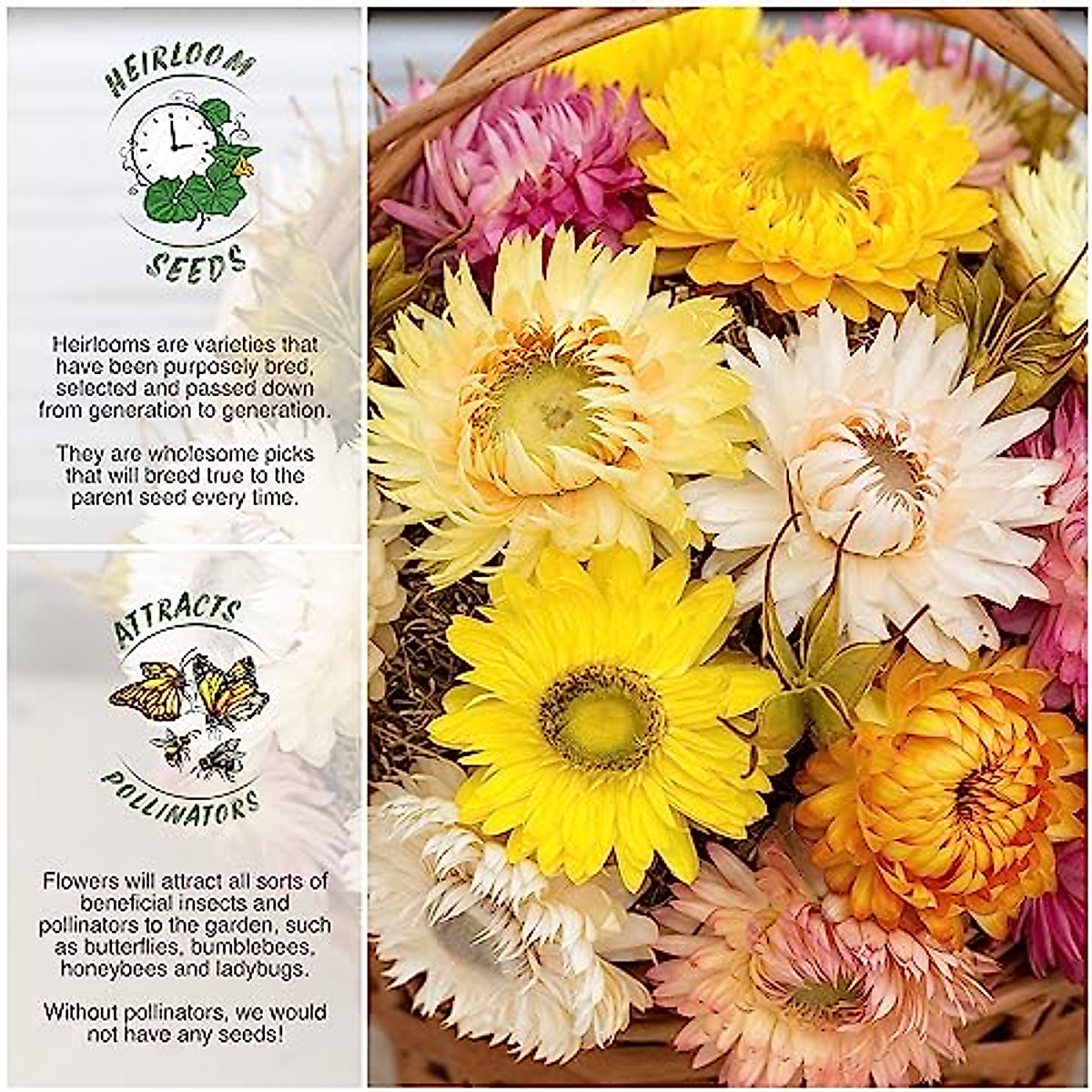 Seed Needs, Mixed Strawflower Seeds for Planting (Xerochrysum bracteatum) Heirloom & Open Pollinated, Attracts Pollinators (2 Packs)