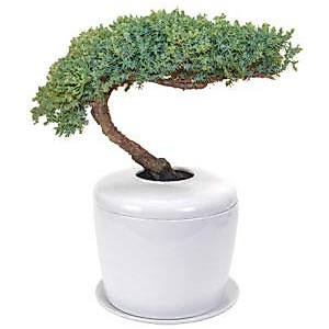 Zen Chinese Juniper Bonsai Tree - Indoor Japanese 11''-12'' Tall 8-10 Years Live Dwarf with Porcelain Ceramic Cremation Pot Real Plant Gift (e5015)