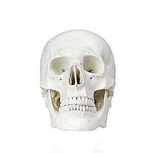 Vision Scientific VAL207-A Life-Size Human Skull – 3 Parts | Medical Grade, Features Joints, Sutures, Fissures, Joints, Foramina and Processes | Removable Skull Cap, Full Dentition | W Manual