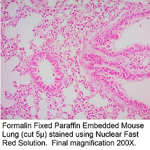 Nuclear Fast Red Solution, 1 Gallon