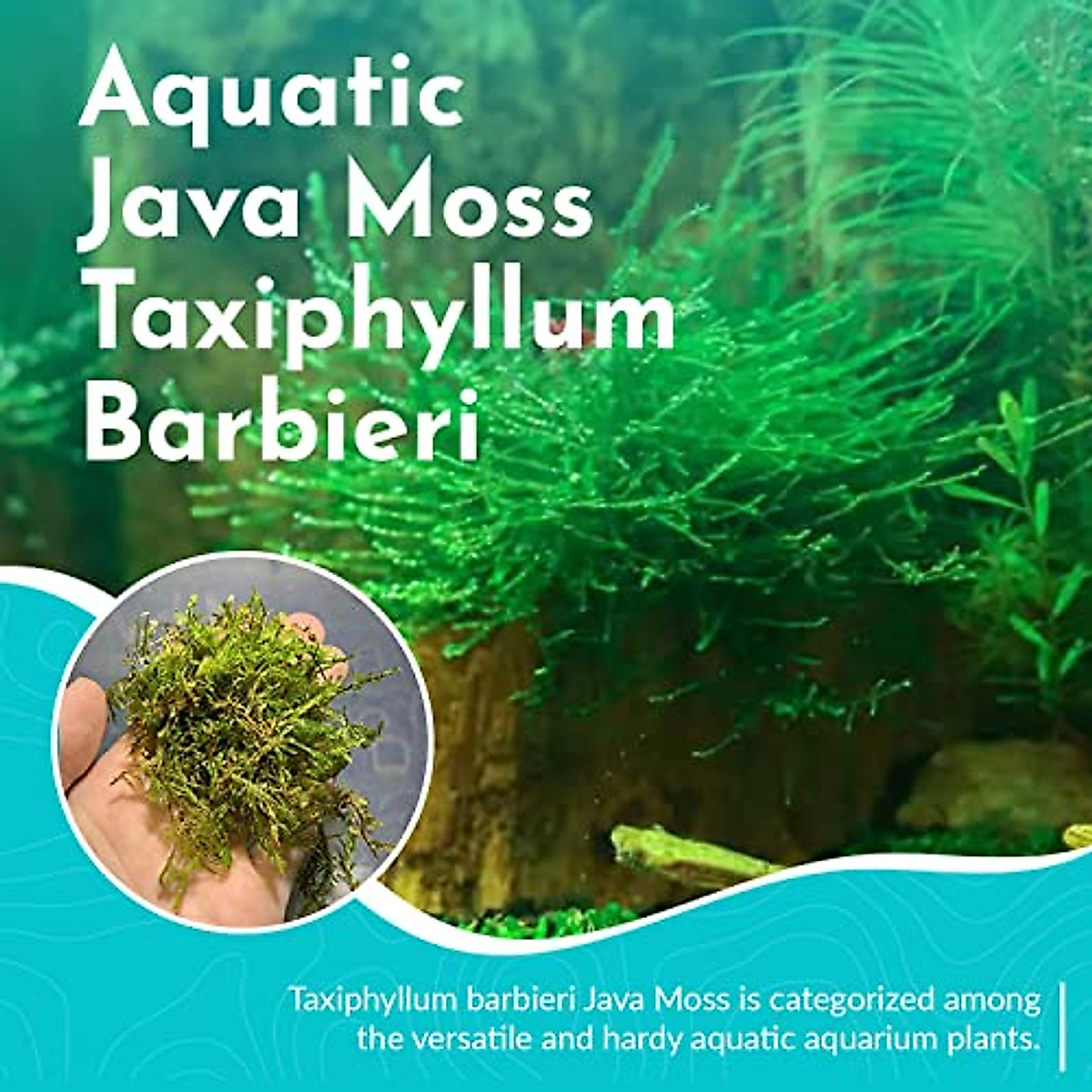 Java Moss Taxiphyllum Barbieri Portion