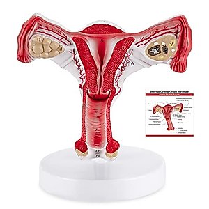 Winyousk Life-Size Uterus and Ovary Model, Anatomical Model of Female Reproductive Organs, Showing Uterus, Ovaries, Vagina, School Teaching Demonstration, Medical Research Model