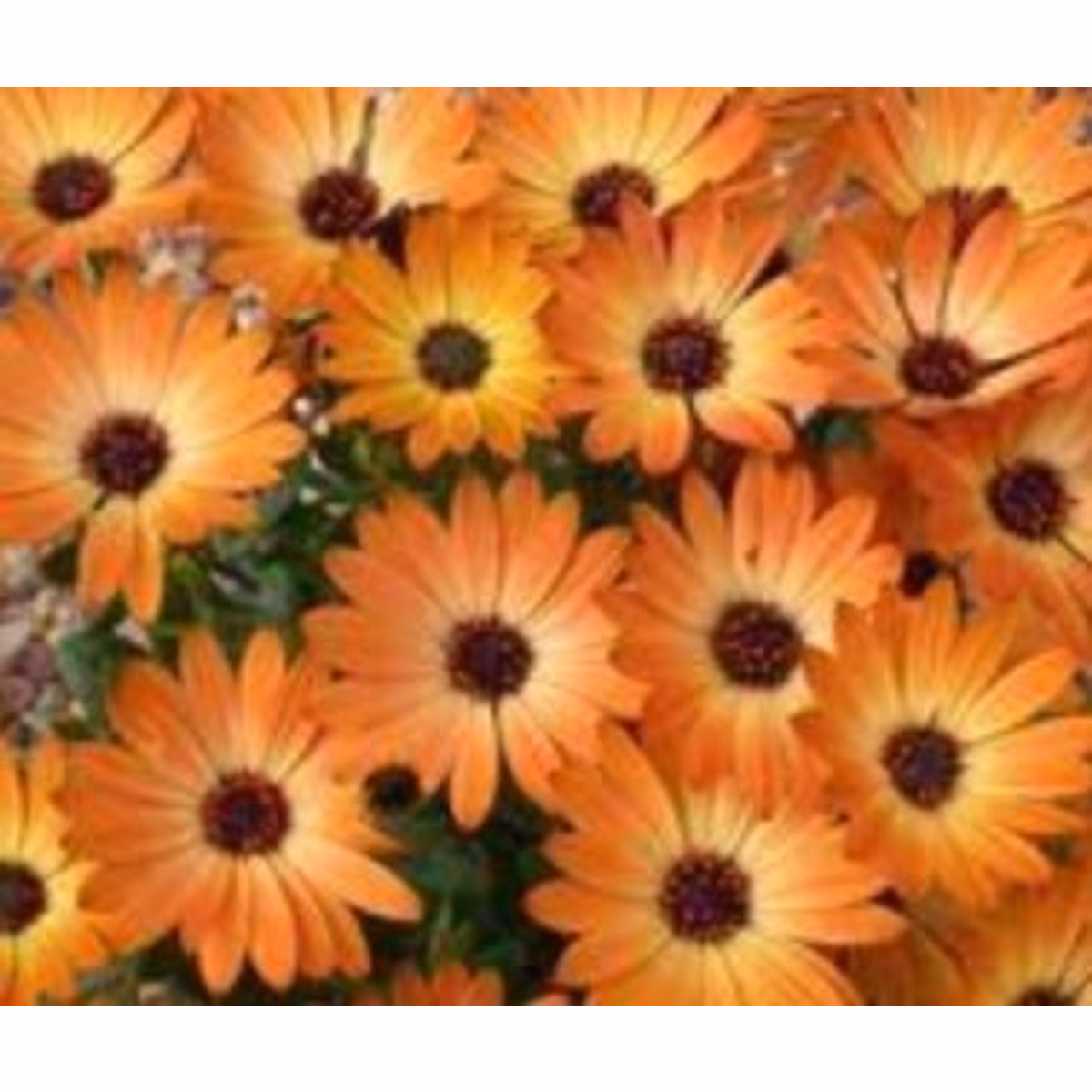 African Daisy Flake Flower Seeds, 1500+ Seeds Per Packet, (Isla's Garden Seeds), 85% Germination Rate, Non GMO & Heirloom Seeds, Scientific Name: Dimorphotheca sinuata