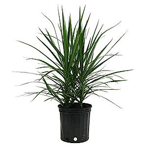 Costa Farms Dracaena Marginata Magenta Madagascar Dragon Tree Live Indoor Plant, 3 to 4-Feet Tall, Potted in Grower's Pot