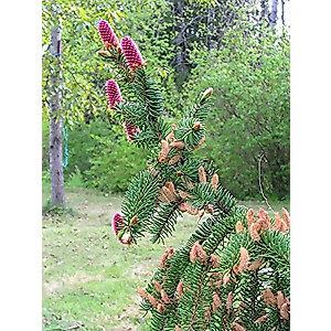 30 Seeds Norway Spruce Tree Seeds, Picea Abies, Non-GMO (Evergreen, Fast) Grown in Illinois USA