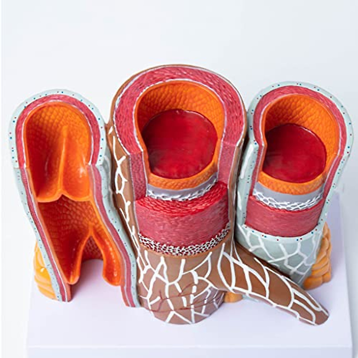 Removerable Teaching Model Human Blood Vessels Model 14 X Enlarged Anatomy Model Arteriovenous Cardiovascular Model Medical Teaching Anatomy