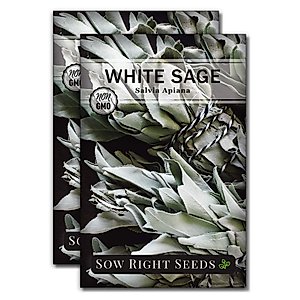 Sow Right Seeds - White Sage Seed for Planting - Non-GMO Heirloom Packet with Instructions for Planting and Growing a Home Herb Garden - Indoors or Outdoors - Make Your Own Herbal Incense (2)