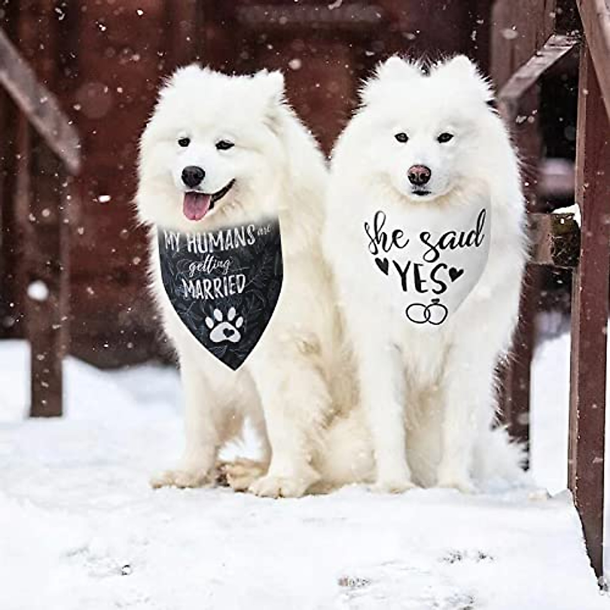 Dog Engagement Announcement, Will You Marry My Daddy Dog Bandana, Dog of Honor Bandana Wedding, Wedding Engagement Photos Pet Scarf Accessories for Small Medium Large Dog (White+Black)
