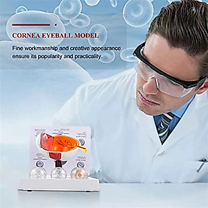 SUZLA Human Eye Anatomical Model, Anatomically Accurate Eye Model Human Eyeball Model with 7 Removable Parts for Learning, Teaching or Display for Anyone