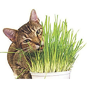 Todd's Seeds - 1 Pound of Wheatgrass Seeds - Non GMO Sprouting Seeds - Grind Into Whole Wheat Flour - Pet Grass - Cat Grass for Indoor Cats - Wheat Grass Seeds