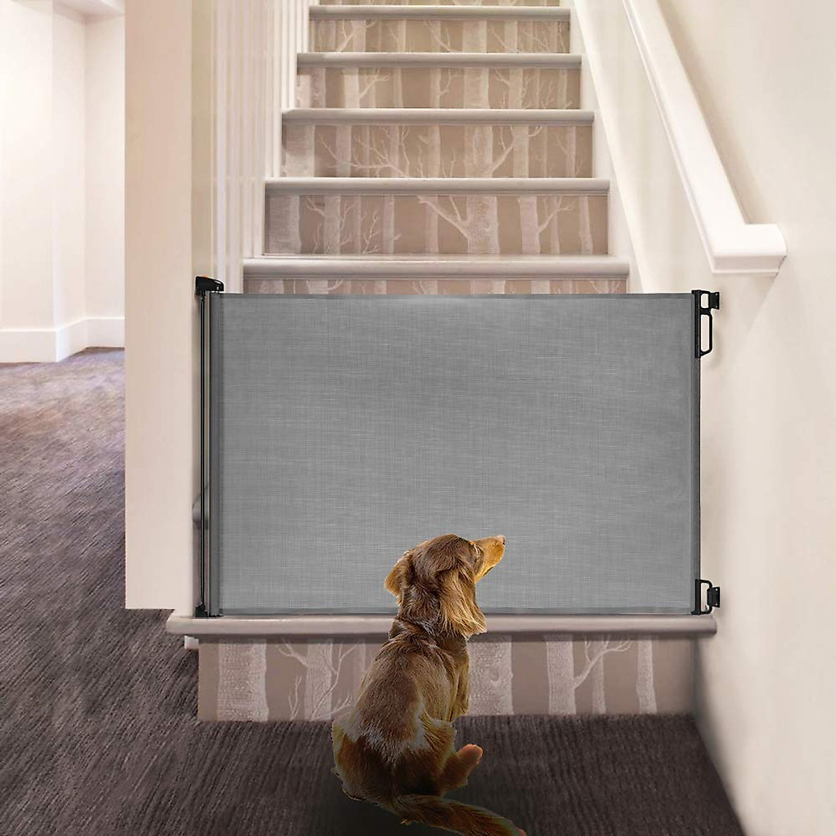 EasyBaby Extra Wide and Extra Tall Retractable Baby Gate Extends up to 71" Wide, 39.3" (100cm) Tall, Grey/Pet Retractable Gates for Stairs, Doorways, Hallways, Indoor and Outdoor