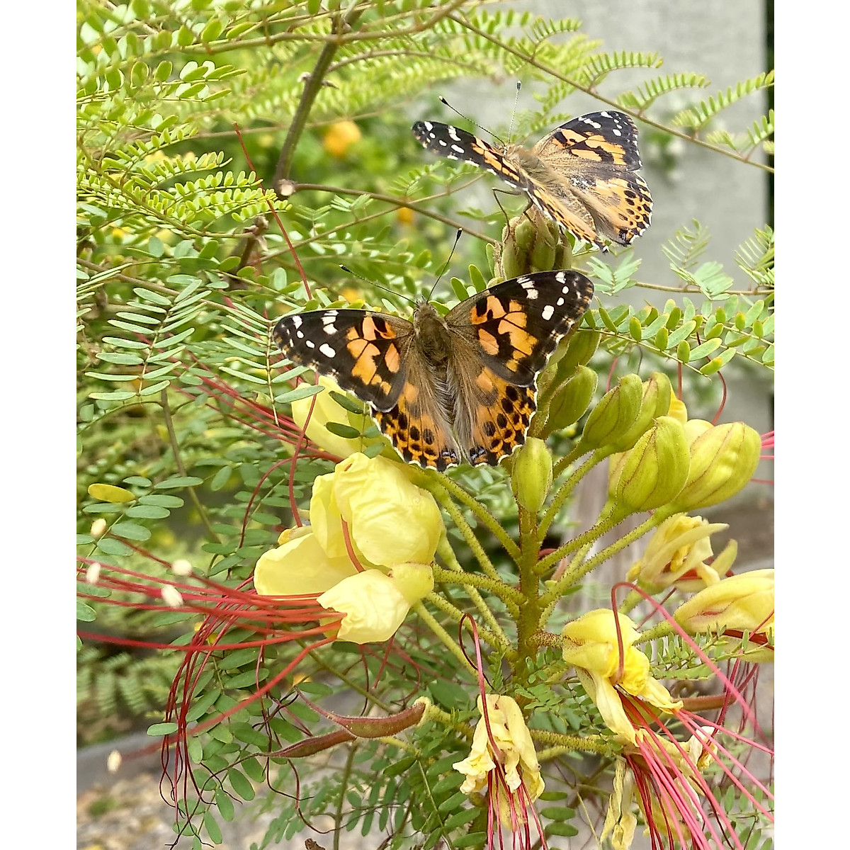 Butterfly Garden: Original Habitat and Two Live Cups of Caterpillars with STEM Butterfly Journal – Life Science & STEM Education – Butterfly Science Kit
