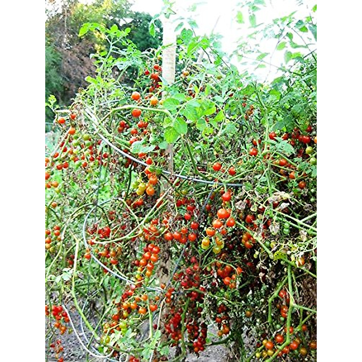 30+ Sweet Pea Currant Tomato Seeds, Heirloom Non-GMO, Extra Sweet and Heavy-Yielding, Low Acid, Indeterminate, Open-Pollinated, Long Season, Super Delicious, from USA