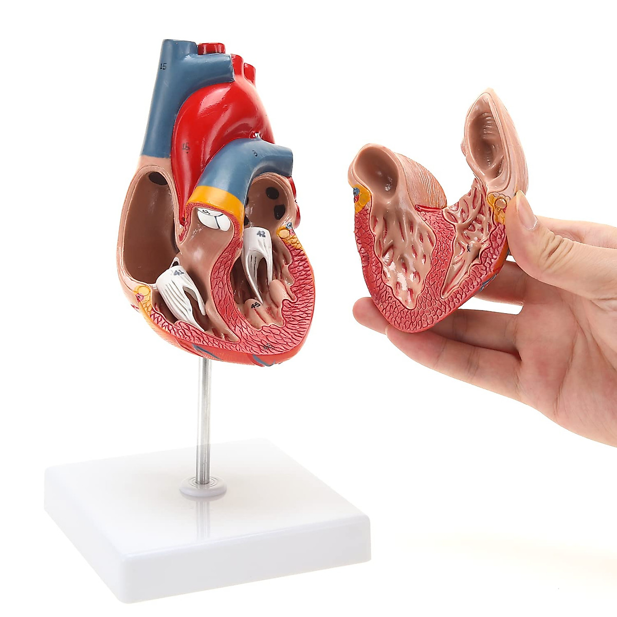 RONTEN Human Heart Model, Heart Model, 2-Part Life Size Anatomically Accurate Numbered Heart Medical Model, Held Together with Magnets on Base