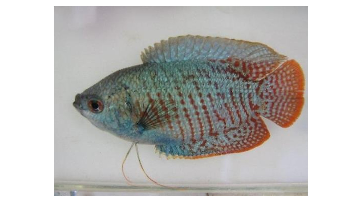 Buy Neon Blue Dwarf Gourami Male - Vibrant Fish for Aquariums