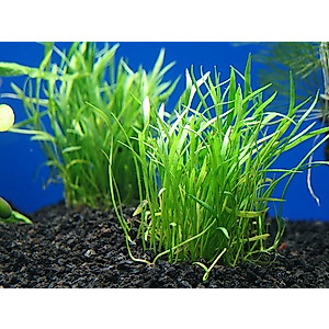 Micro Sword Aquarium Live Plant - Easy Foreground Carpet Plant