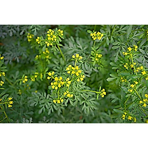 Earthcare Seeds Rue 150 Seeds (Ruta Graveolens) Heirloom - Non GMO - Open Pollinated