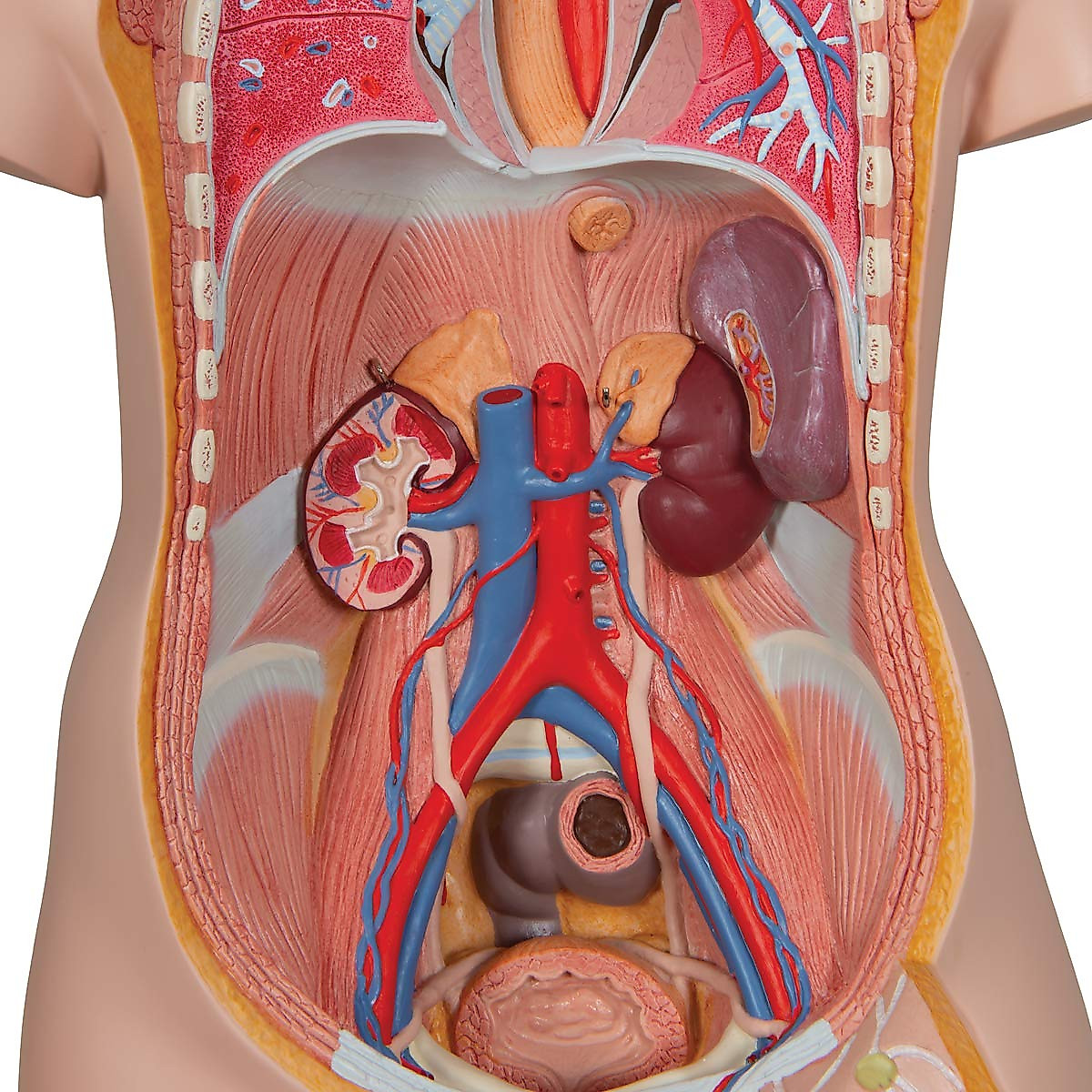 3B Scientific B11 Plastic 16 Part Classic Unisex Human Torso Model, 9.8" Length x 15" Width x 34.3" Height