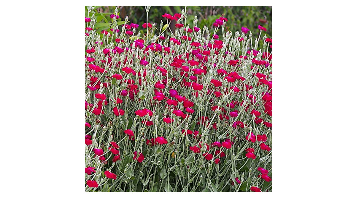 Outsidepride Rose Campion Seeds - Vibrant Perennial Flowers for Gardens