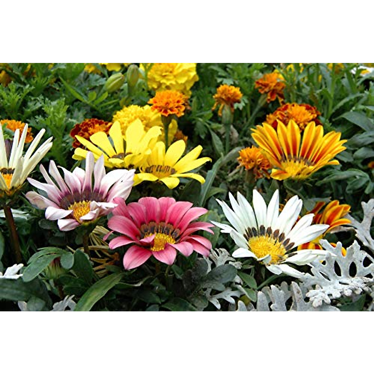 KIRA SEEDS - Treasure Flower Mix- Gazania - Annual Flowers for Planting - GMO Free