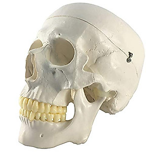 Human Skull and Brain Model, 11 Parts, Life Size, Anatomical Human Head Model W/Brain, Human Skull, for Medical Teaching Learning, Medical Students and Kids Education Display Tool