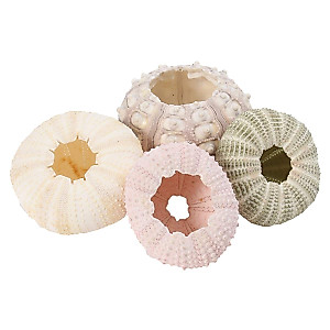 Hemoton 4Pcs Sea Urchin Shells Air Plant Planter Holder Tillandsia Small Container Plant Bonsai Cactus Pot Decorative Home Decor for Desktop