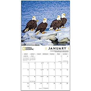National Geographic Eagles 2021 Wall Calendar