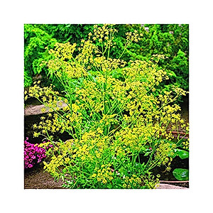 Park Seed Dill Seeds, Fragrant and Hardy Herb Garden Staple, Pack of 100 Seeds