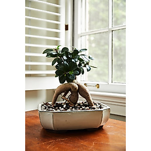 Bonsai Soil All Purpose Mix | Fast Draining Pre Blend Plant | Pumice, Lava, Calcined Clay and Pine Bark ● Potting Pre Mixed Bonsai Plant Soil Mixture by The Bonsai Supply (2 Quart Bag)