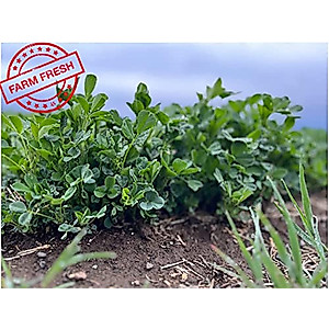 Bulk Fresh Alfalfa Hay 80oz by Bunny Honey - USDA Organic Hay for Small Select Pets, Guinea Pigs, Rabbits, Hamsters - Best Cut & Delivered Fresh - Promotes Healthy Digestive Function - 5 Pound