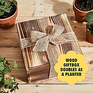 Cactus Succulent Seed Starter Kit - Indoor Garden Grow Kits, Seeds for Planting Mini Cactus Succulent Plants, Plant Markers, Soil, Pots, Wood Box - Gardening Gifts, Terrarium, Cacti Succulents Decor