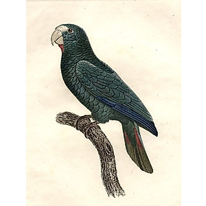 [Perroquet α face rouge male (Hispaniolan Amazon [Amazona ventralis])]