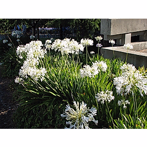 Agapanthus Getty White - 10 Live Plants - Blooming Groundcover Grass