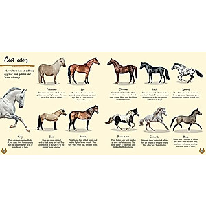 The Book of Horses: The ultimate guide to horses around the world