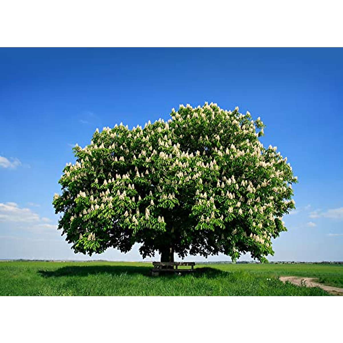 Hybrid Chestnut Tree Seedlings for Planting - Whitetail Deer's Choice Food - 1 Yr Seedlings - Castanea dentata x mollisima (1 Chestnut Tree)