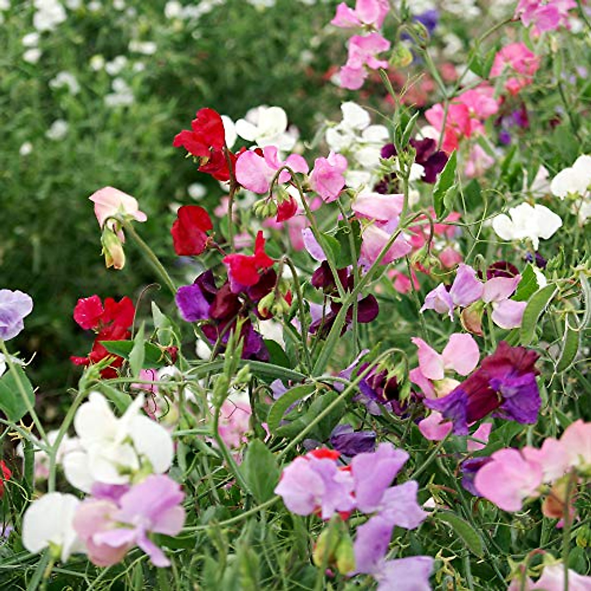 Outsidepride Fragrant Annual Lathyrus Odoratus Sweet Peas Royal Mix Climbing, Vining, Trailing Cut Flowers - 250 Seeds