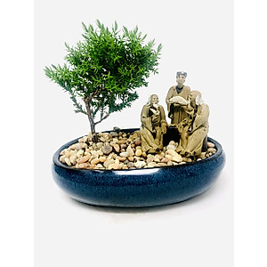 Juniper Bonsai Tree with Three Master's Reunion Ceramic Pot