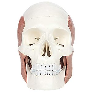Axis Scientific 3-Part Human Skull Model with Masticatory Muscles, Life Size Skull Cast from Real Human Bones Shows Range of Motion of Jaw