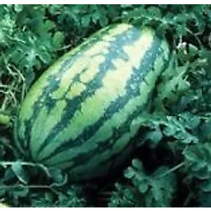 Jubilee Sweet Watermelon Seeds for Planting, 50+ Heirloom Seeds Per Packet, (Isla's Garden Seeds), Non GMO Seeds, Botanical Name: Citrullus lanatus, Great Home Garden Gift