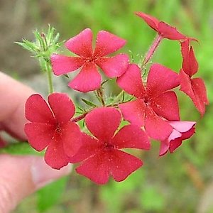 CHUXAY GARDEN Red Phlox Drummondii,Annual Phlox,Drummond's Phlox 800 Seeds Fragrant Flowering Plant Heat-Tolerant Grows in Garden and pots Low-Maintenance