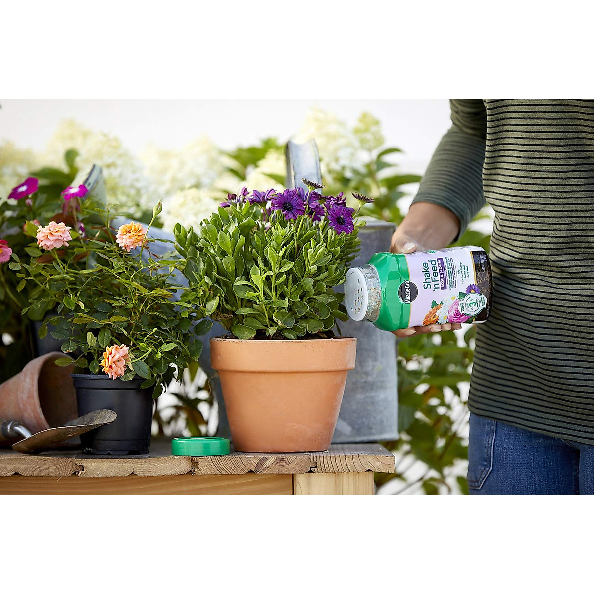 Miracle-Gro Shake 'n Feed Rose and Bloom Plant Food - Promotes More Blooms and Spectacular Colors (vs. Unfed Plants), Feeds Roses and Flowering Plants for up to 3 Months, 1 lb.