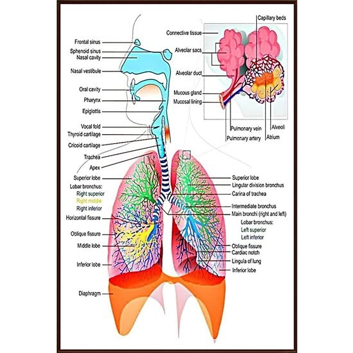 CafePress Respiratory System Mugs Ceramic Coffee Mug, Tea Cup 11 oz