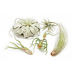 5 Pack of Large Tillandsia Air Plants - Xerographica, Juncea, Bulbosa, Caput Medusae & Harrisii- Live Succulent House Plants Availabe in Wholesale and Bulk - Easy Care Indoor and Outdoor Plants