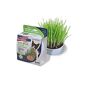 Pureness Oat Garden Kit, 1-Ounce, Greens