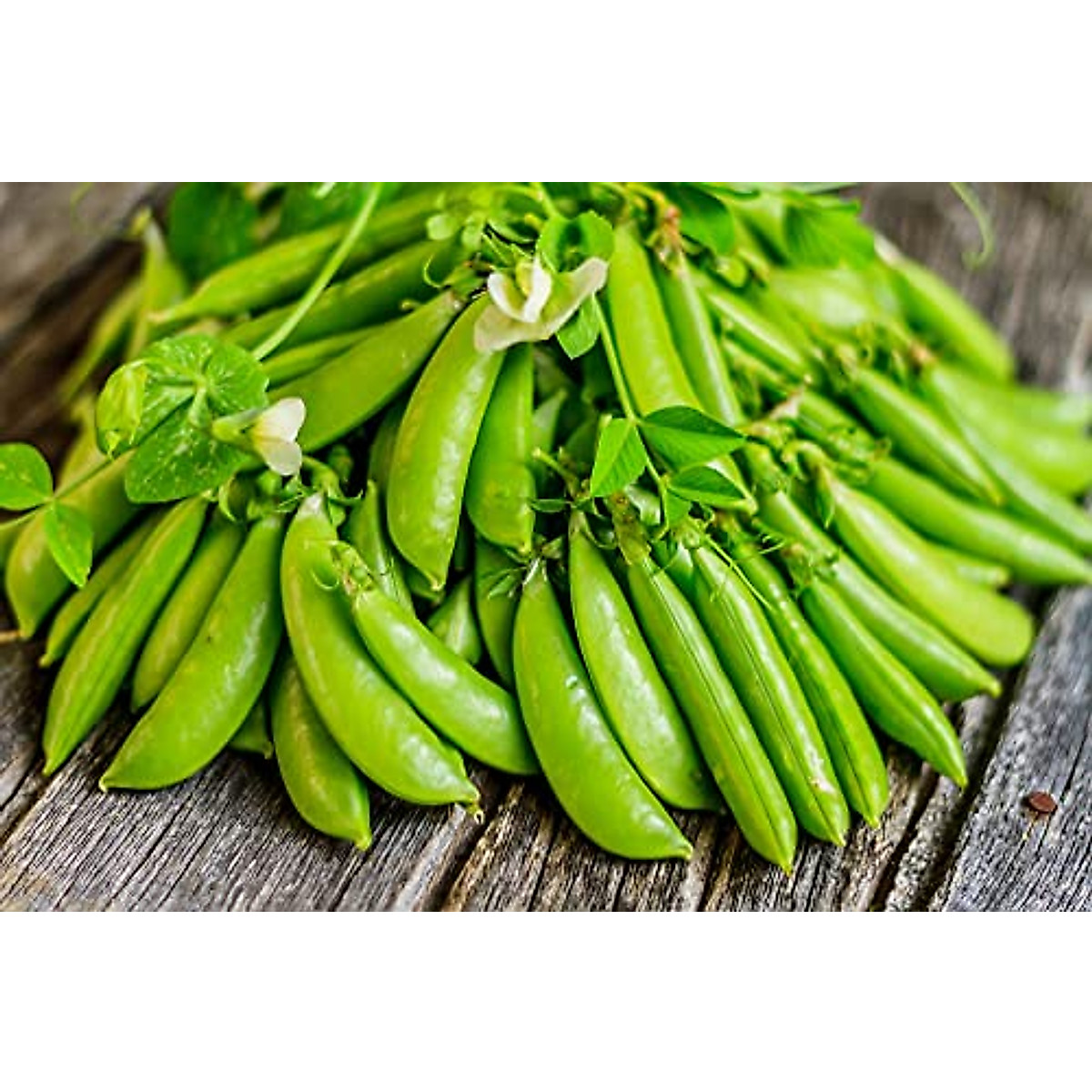 Mammoth Melting Sugar Pod Snow Pea Garden Seeds - 100 Seeds ~ Non-GMO, Heirloom Vegetable Gardening & Microgreens Seeds