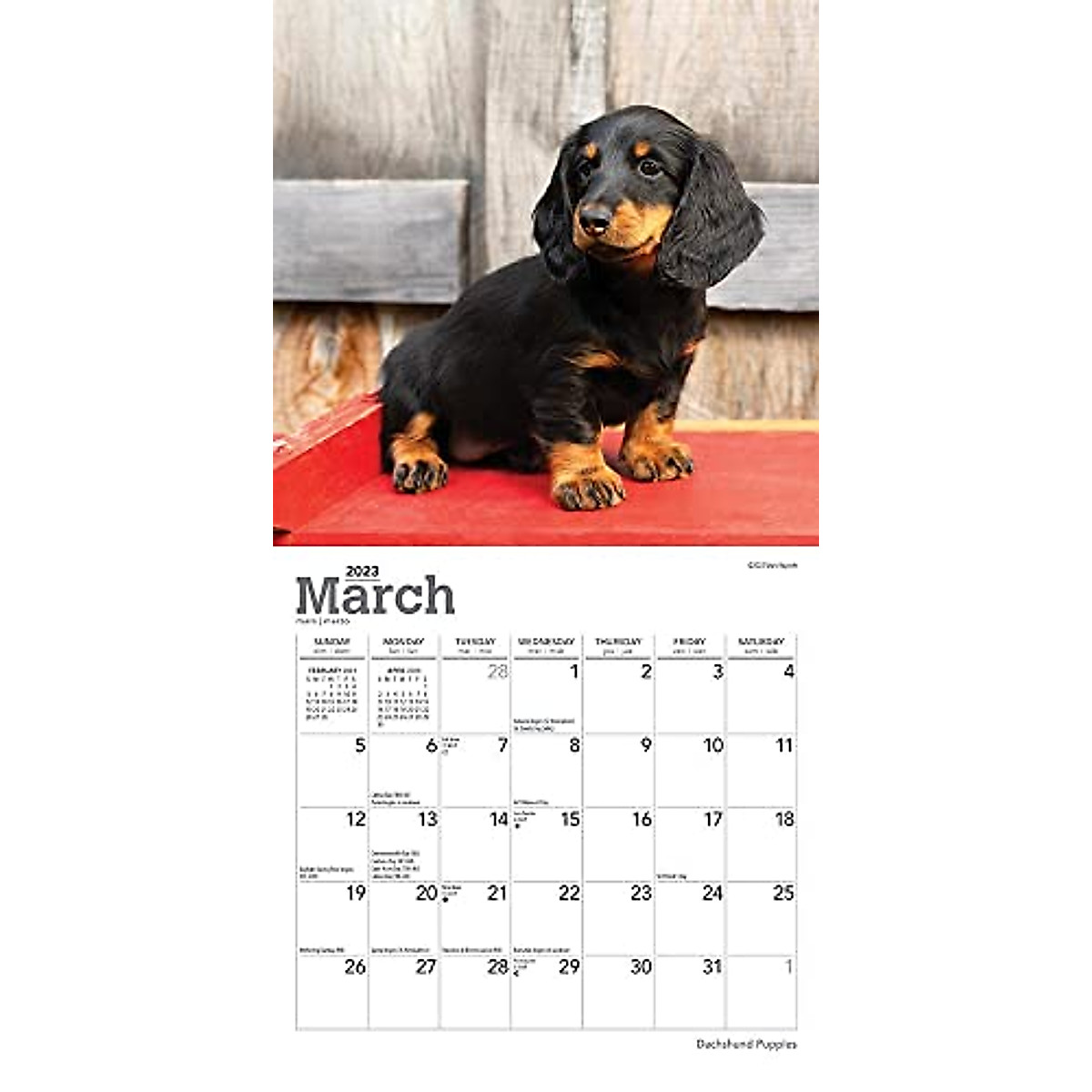 Dachshund Puppies | 2023 7 x 14 Inch Monthly Mini Wall Calendar | BrownTrout | Animals Dog Breeds Puppy DogDays