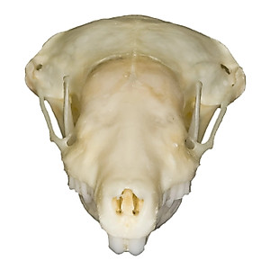 Real Eastern Mole Skull A Quality