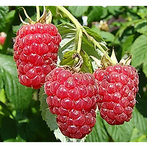 2000+ Red Raspberry Seeds for Planting