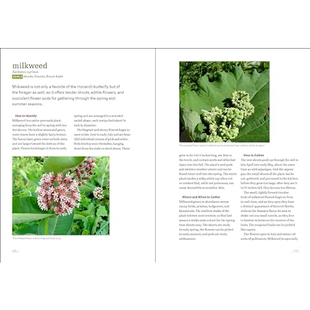 Midwest Foraging: 115 Wild and Flavorful Edibles from Burdock to Wild Peach (Regional Foraging Series)