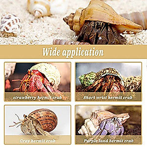 LeonBach 12 Pack Natural Hermit Crab Shells, Different Hermit Crab Supplies Hermit Crab House Crab Shell Ornaments Aquarium Decor Fish Tank Decoration, 1.2" to 3.15"